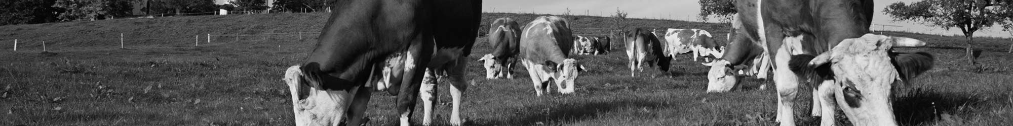 Golden Hoof Plus + - A&S Hoofcare Supplies